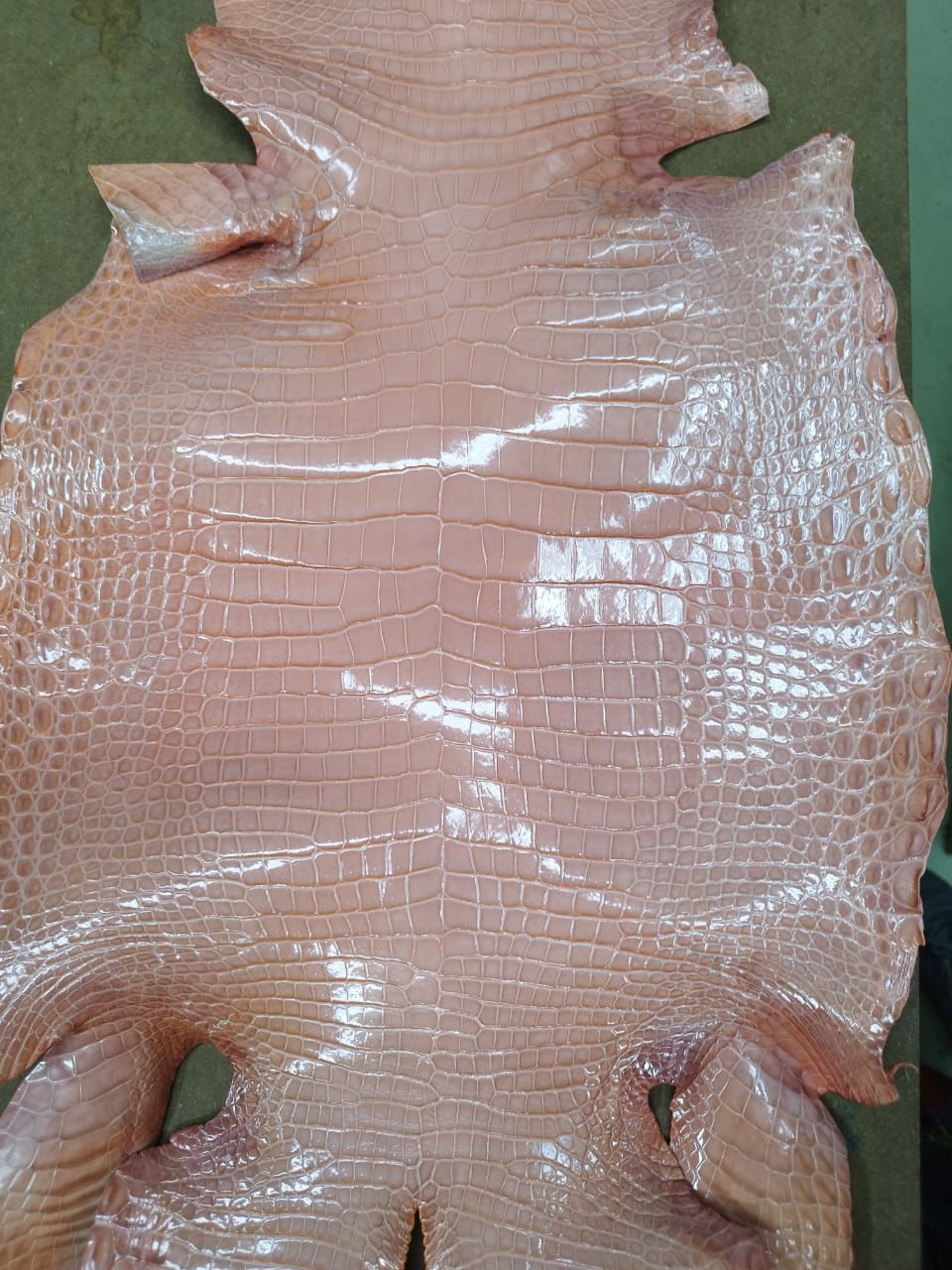 Porosus Skins – Sunny Exotic Leathers