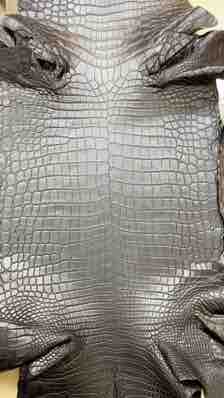 Niloticus (Nile) Crocodile – Sunny Exotic Leathers