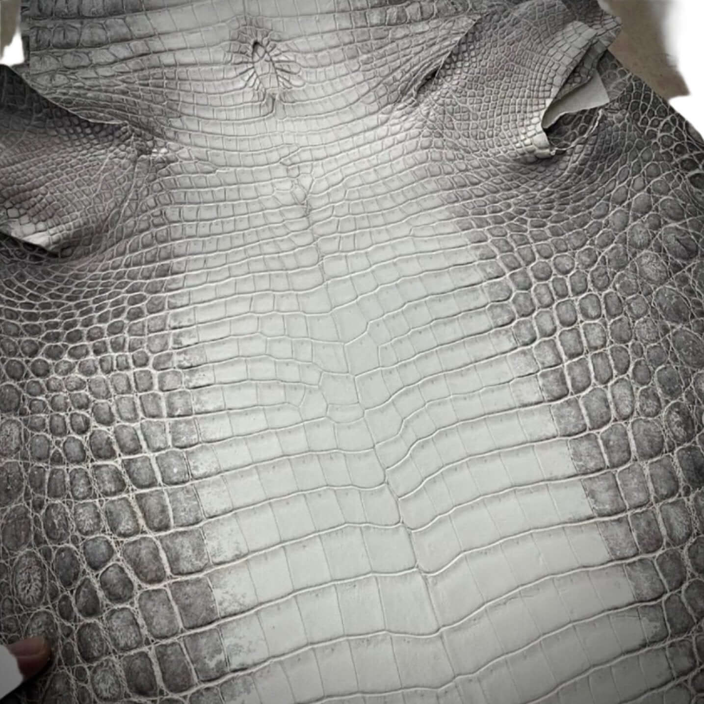 Sunny Exotic Leather Tannery - Luxury Crocodile, Python & Lizard Skins – Sunny Exotic Leathers