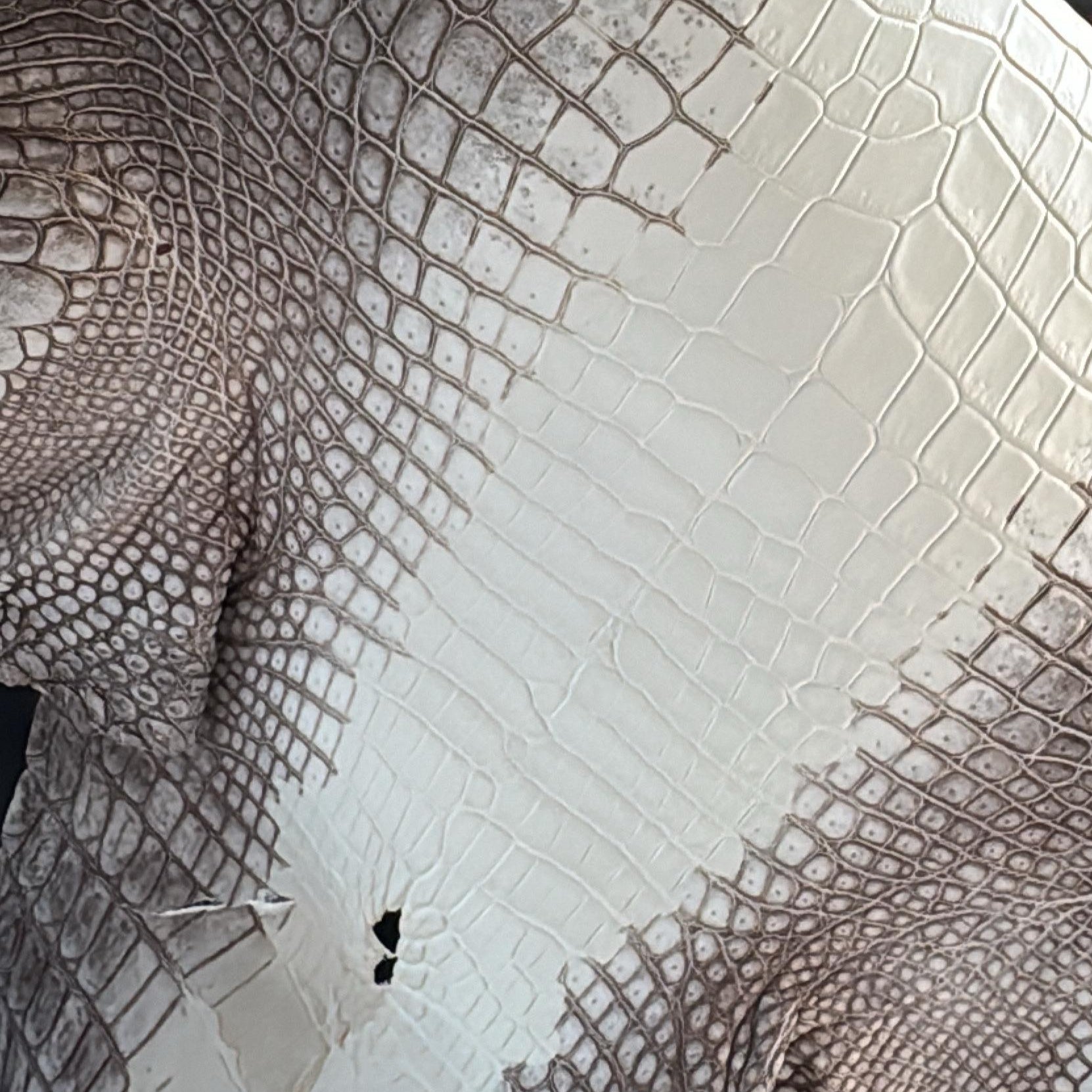 Sunny Exotic Leather Tannery - Luxury Crocodile, Python & Lizard Skins ...
