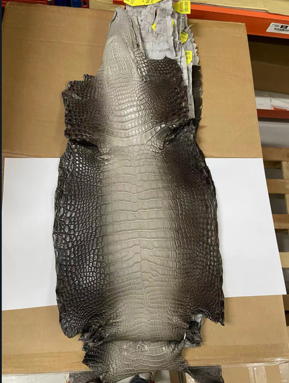 Special Fancy Finished Matte Gators