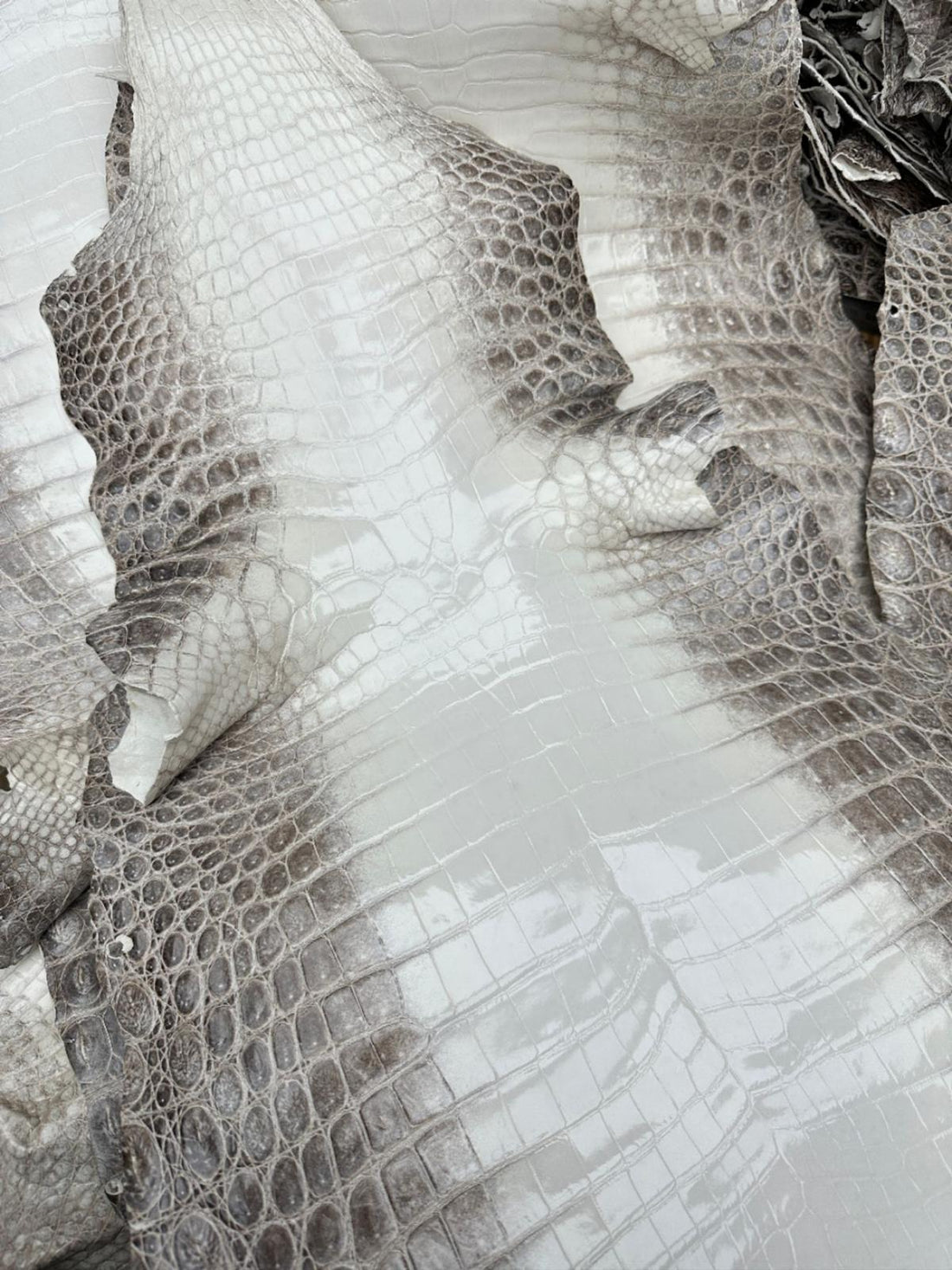 Sunny Exotic Leather Tannery - Luxury Crocodile, Python & Lizard Skins