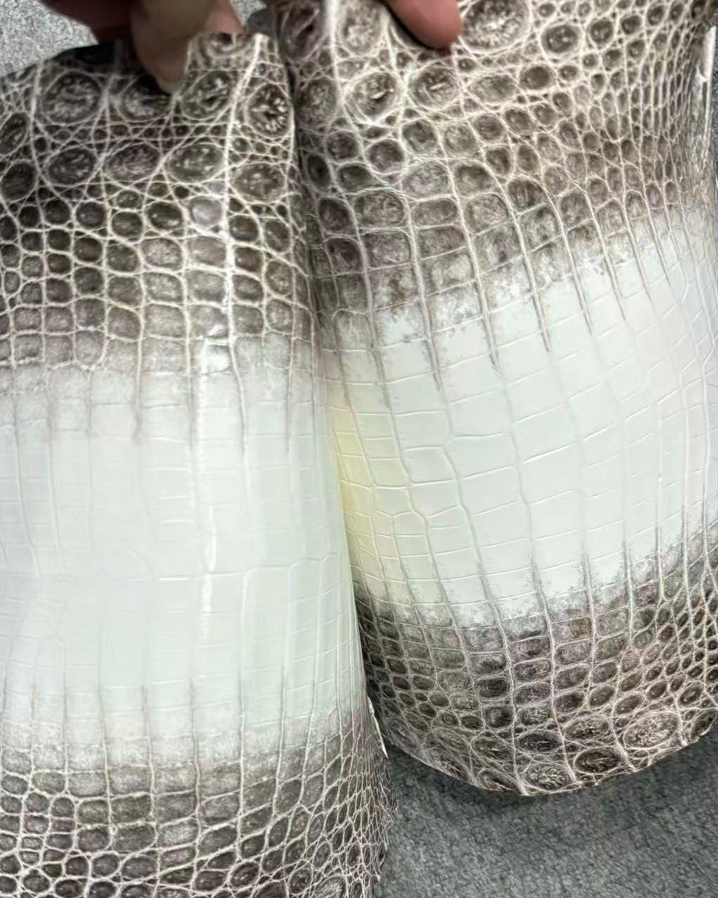 Alligator Skin: All You Need to Know – Sunny Exotic Leather Tannery