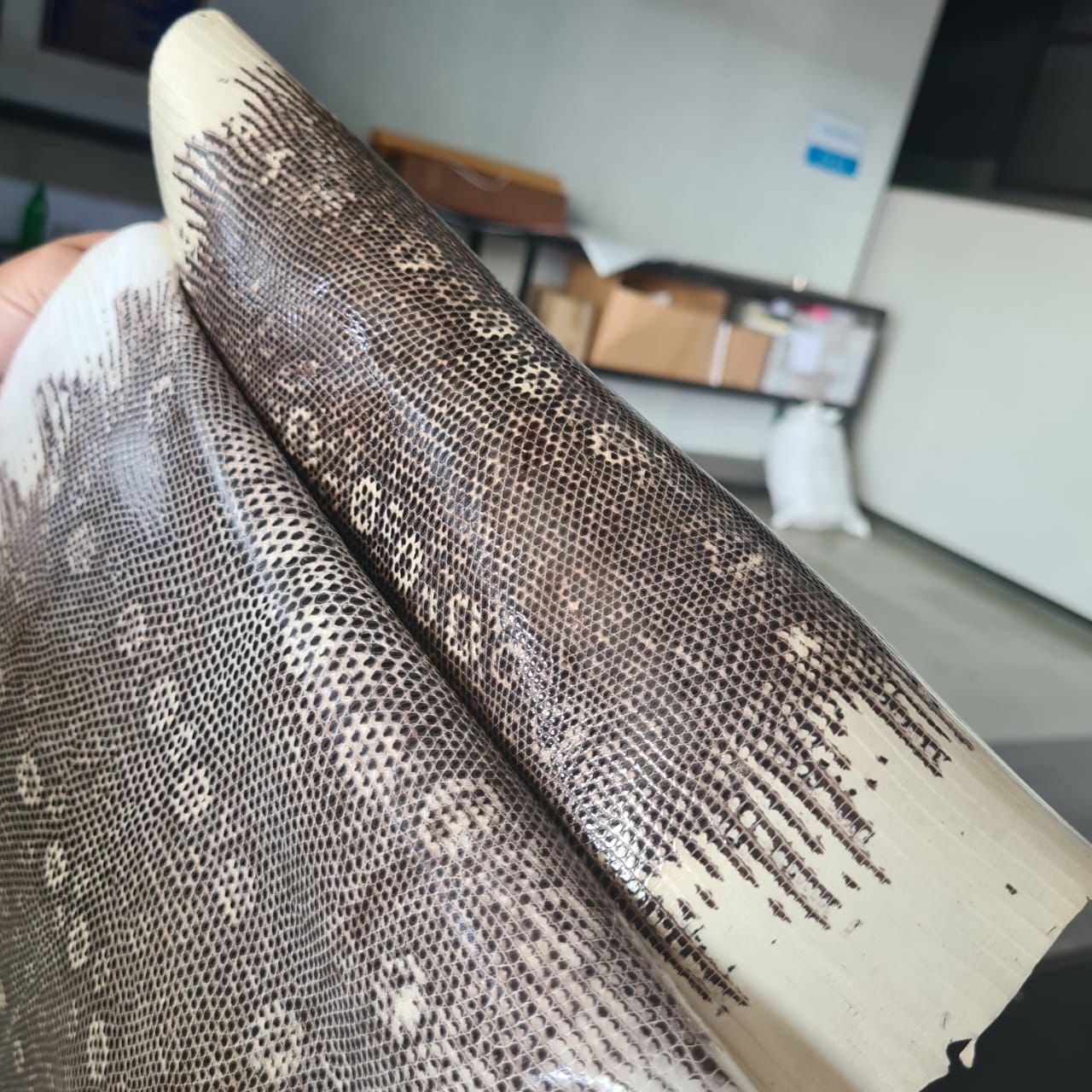 Ring Lizard - UnBleached Natural Color (Front Cut)